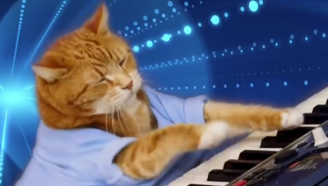 Internet Legend ‘Keyboard Cat’ Bento Has Passed Away At The Age Of 9