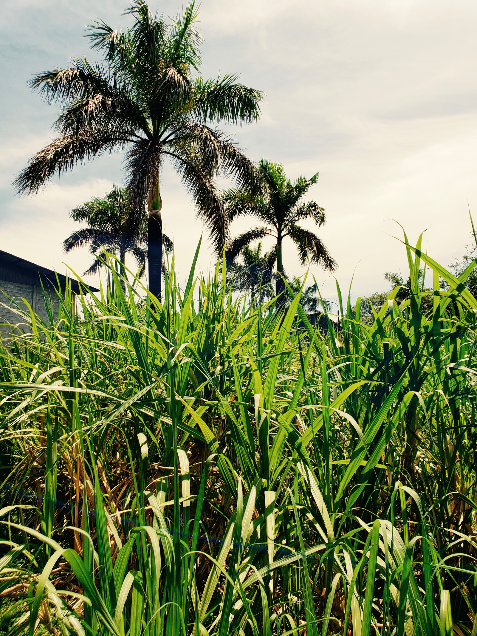 Why Rum Aged At The Base Of An Active Volcano Is The Best Rum You'll ...