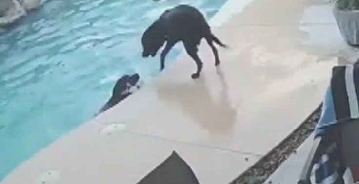 This Dog Saving His Best Friend From Drowning Will Make Your Heart ...