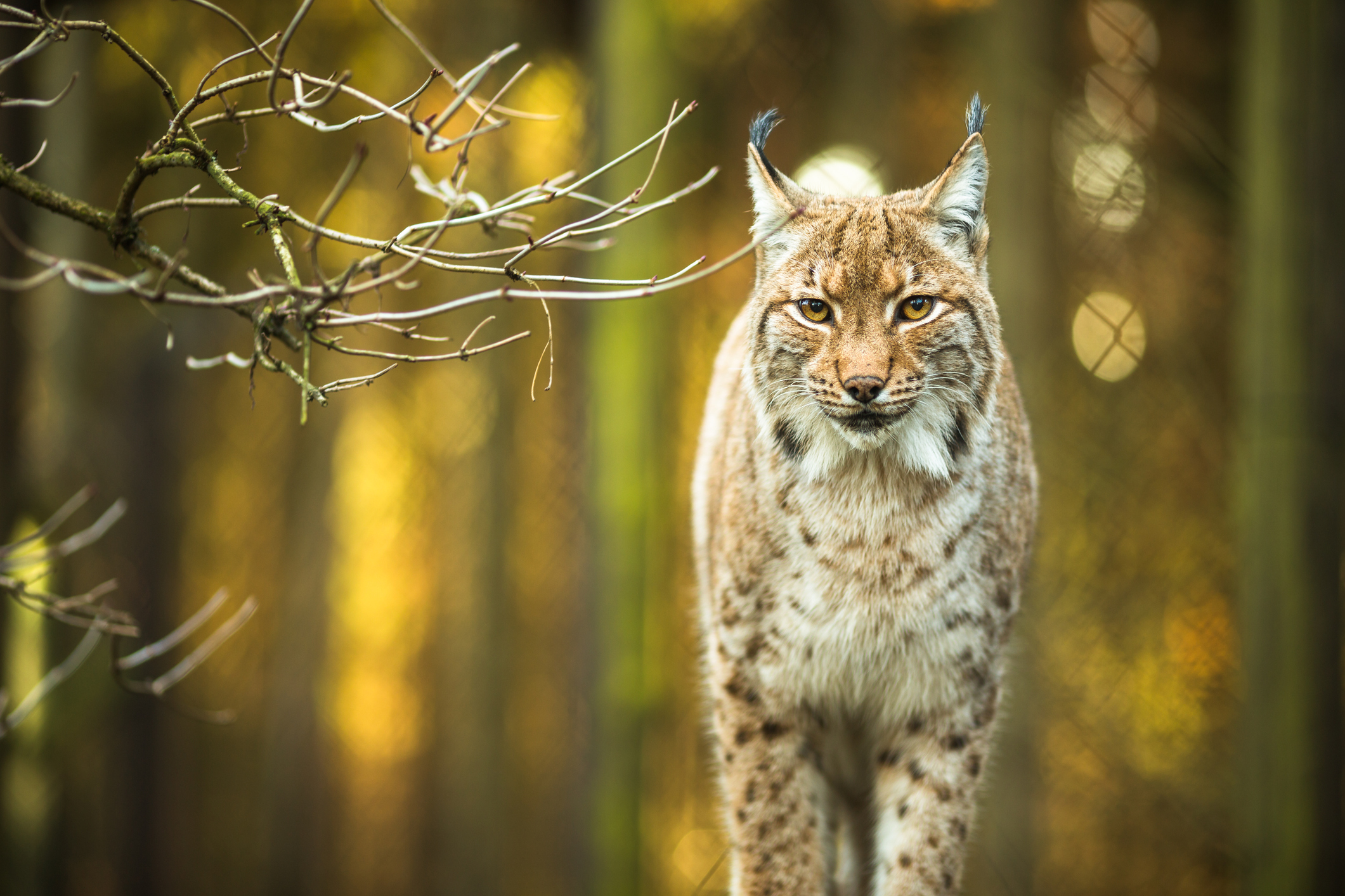 Two Lynx Square Off And Make The Most Bizarre Noises Ever Recorded ...