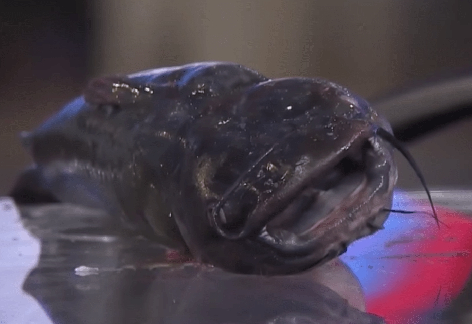 Watch Shaq Try To Hit Charles Barkley With A Catfish - BroBible