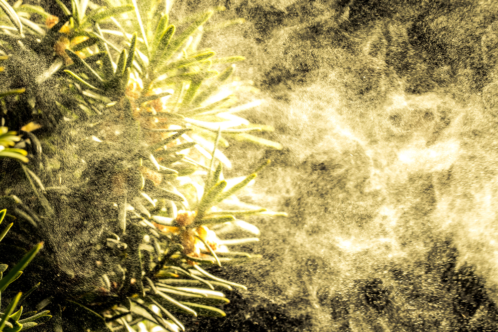Clip Of Pollen Coming Off A Tree In Jersey Has Gone Viral Because HOLY ...