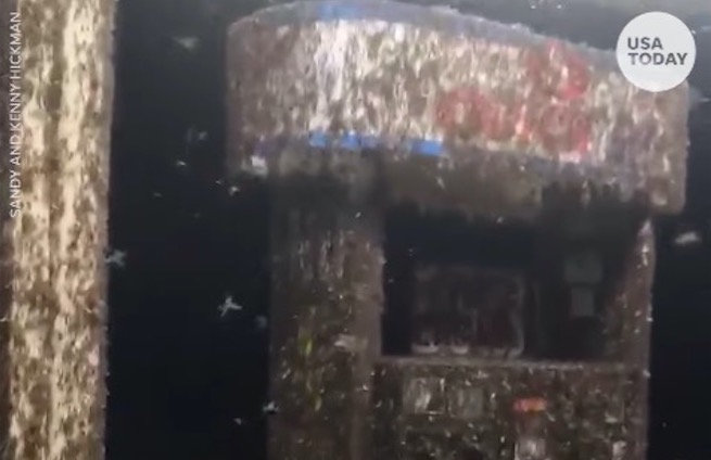 This MASSIVE Swarm Of Mayflies At A Gas Station Looks Straight Out Of A ...