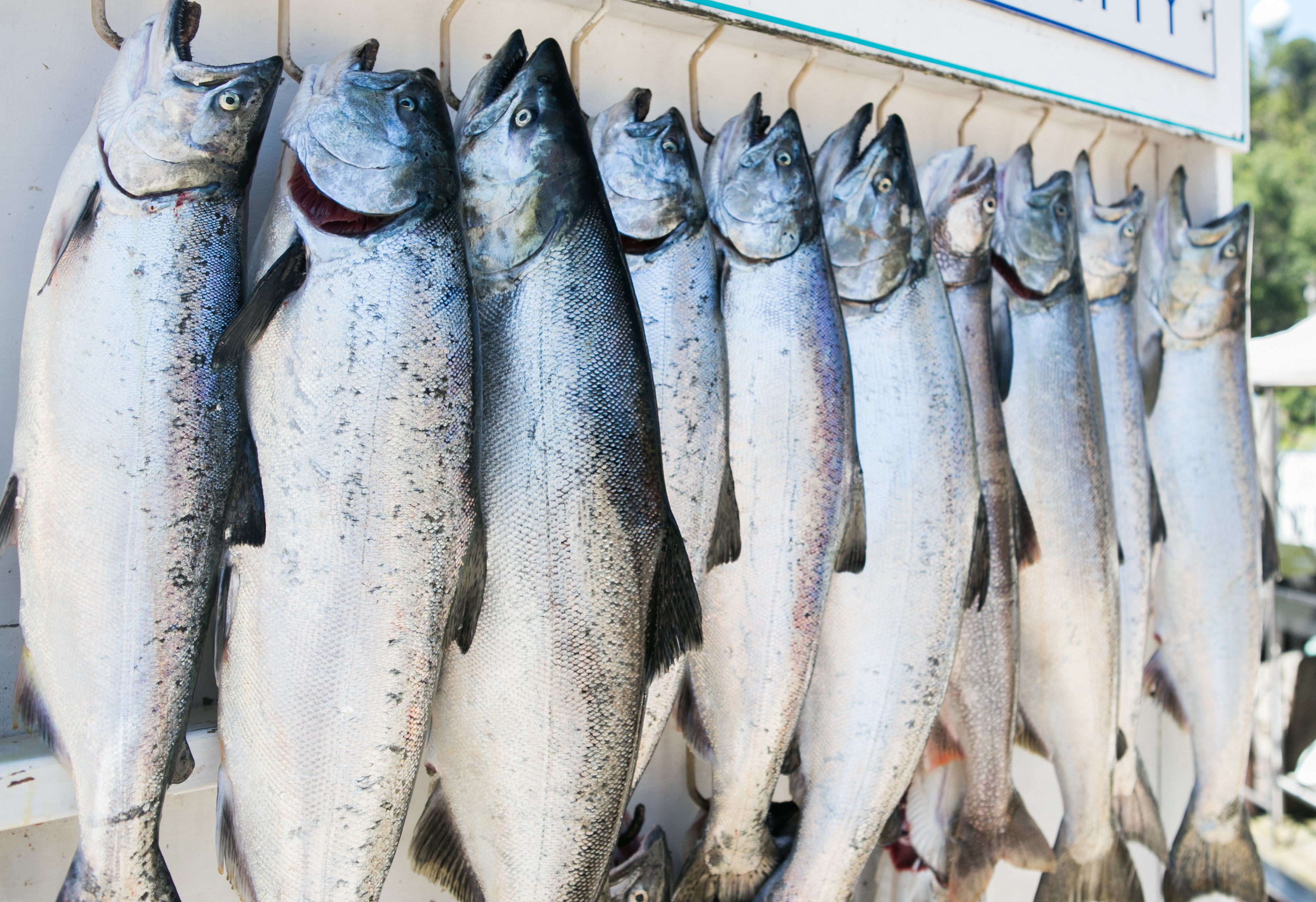 Woman Chugs Beer By Slamming A Cold One Through A Salmon's Mouth - BroBible