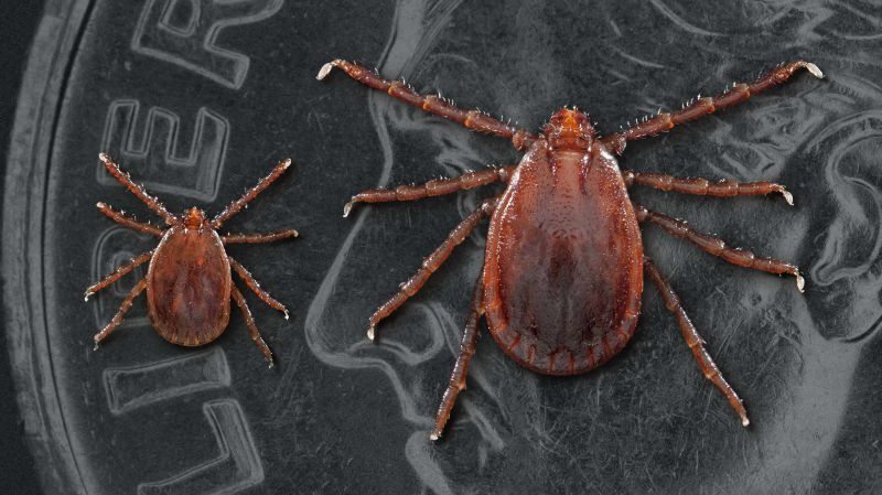 Great News! A New Type Of Tick Has Come To America For The First Time ...