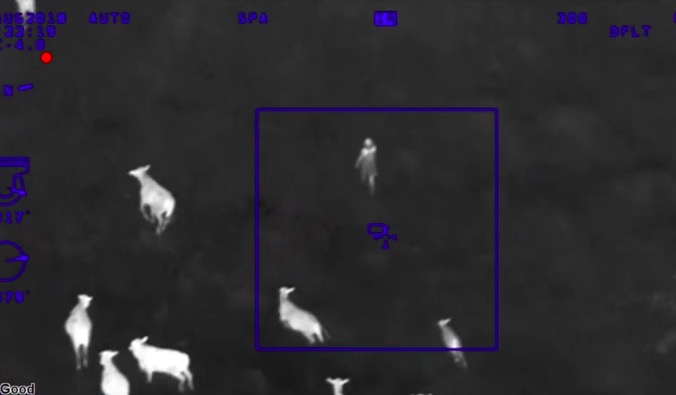 A Herd Of Cows Captured A Woman Trying To Run From The Cops In Greatest ...