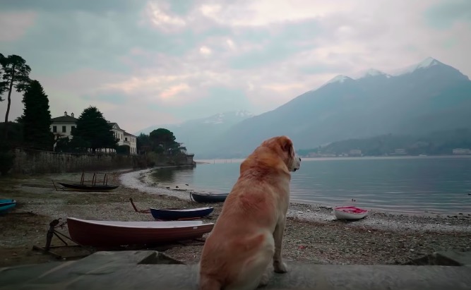 The First Trailer For 'Dogs' On Netflix Is Out And Dog People Are Going ...