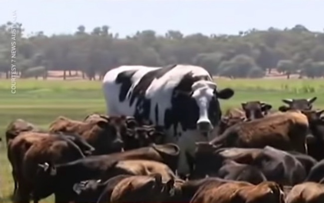 Knickers The Cow Is Tall As An NBA Players And Weighs 2,800-Pounds