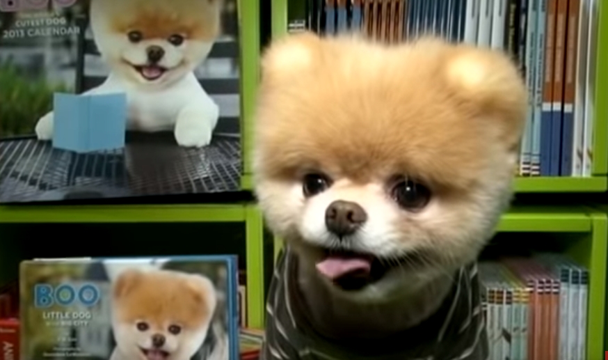 Boo The Pomeranian, The World's Cutest Dog, Has Died And We All Gonna ...