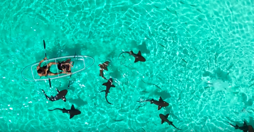 It Sure Looks Like The Bahamas Ripped Off The Original Fyre Festival ...