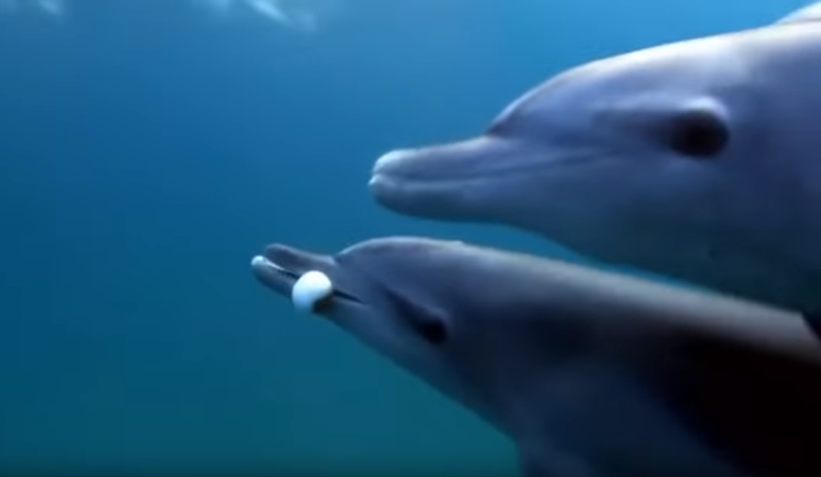 Dolphins Getting High Off Pufferfish Goes Viral - See Video Of Dolphins ...