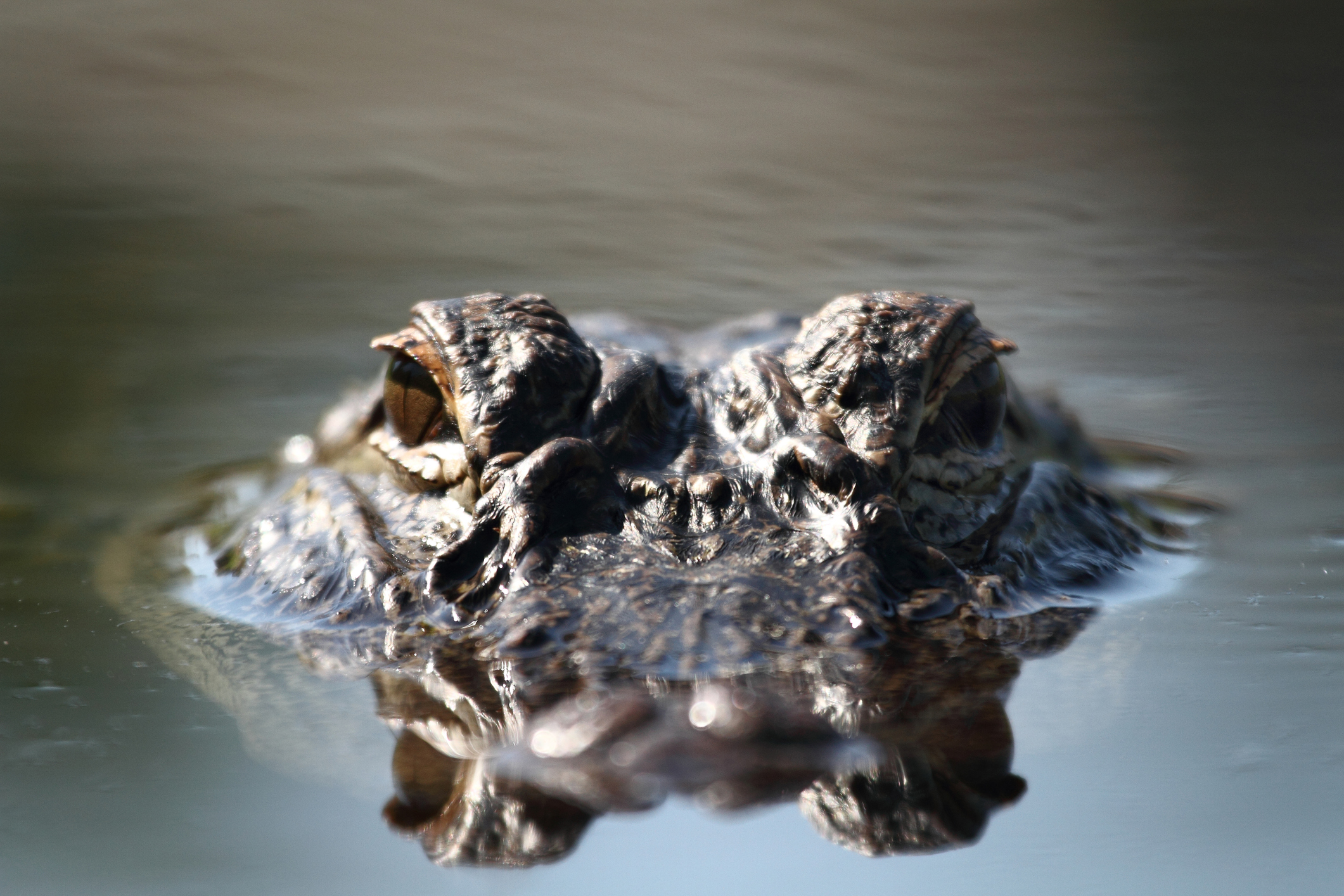 Biologists Dropped Dead Alligators To The Bottom Of The Ocean To See ...