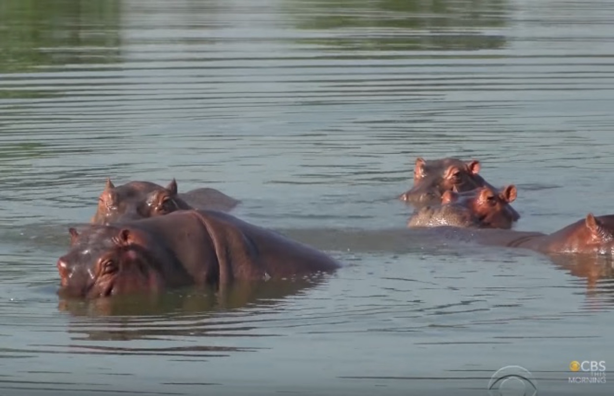 Pablo Escobar's Pet Hippos In Colombia Are Multiplying, Growing, And ...