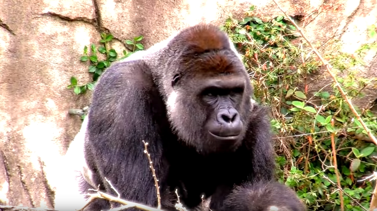 Elon Musk Drops 'RIP Harambe' Track For Early Consideration For 'Song ...