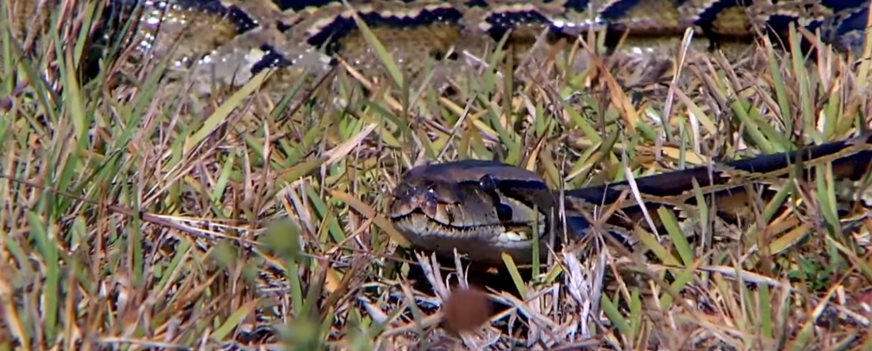 Massive Record-Setting 17-Foot-Long, 140-Pound Python Found In Florida ...