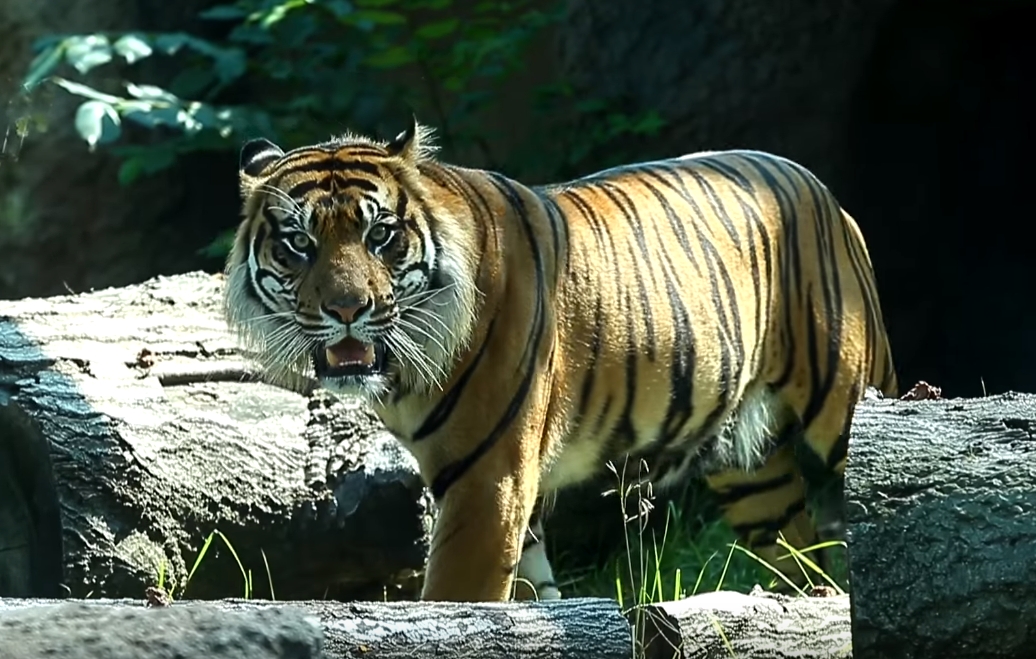 Zoo Worker In Critical Condition After Sumatran Tiger Attack - BroBible