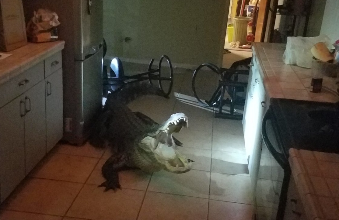 11-Foot Alligator Smashes Window, Breaks Into Florida Home And Goes For ...