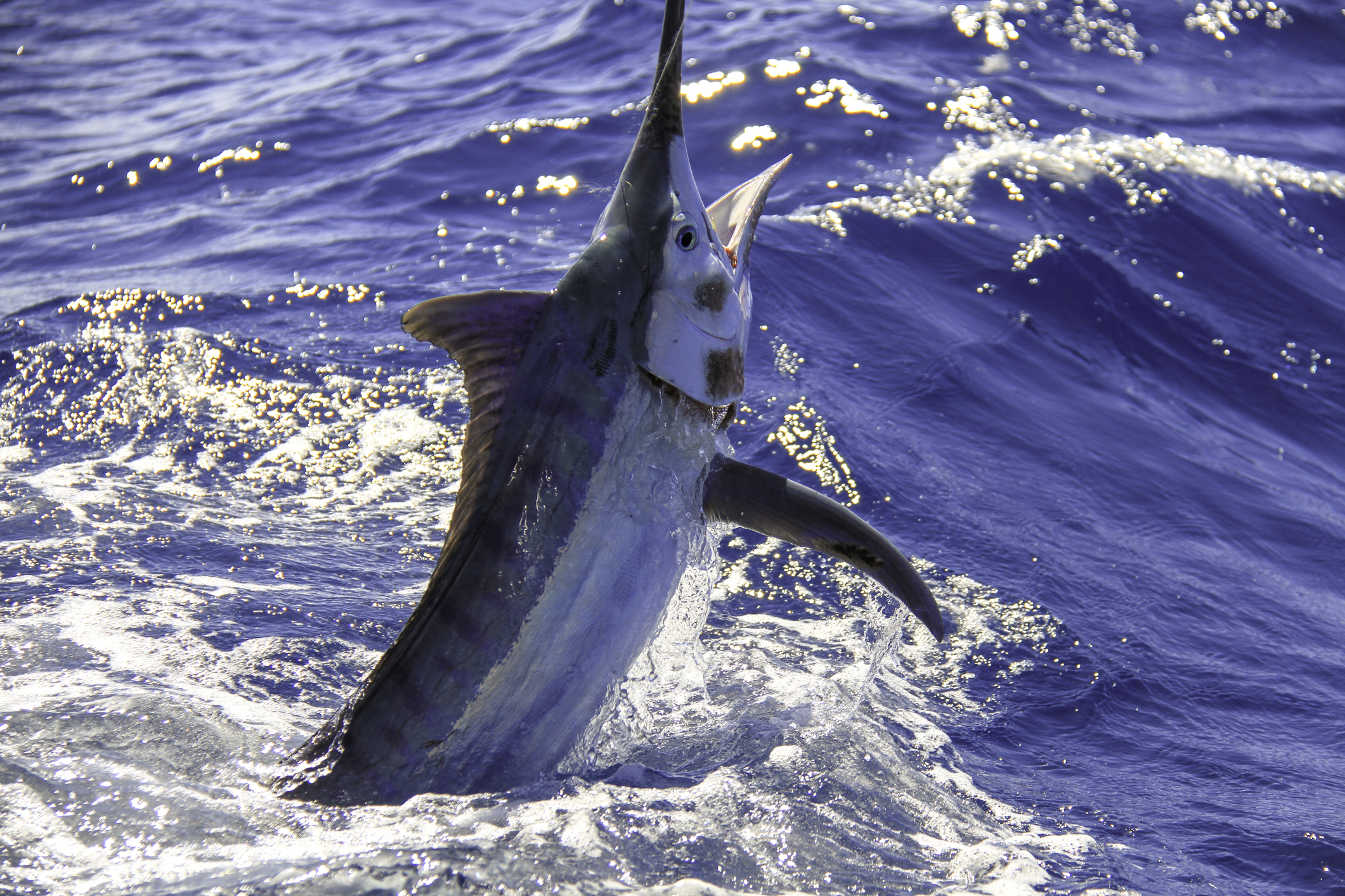 A Marlin Jumped Into A Boat And Stabbed Two Brothers In The Arms Before ...
