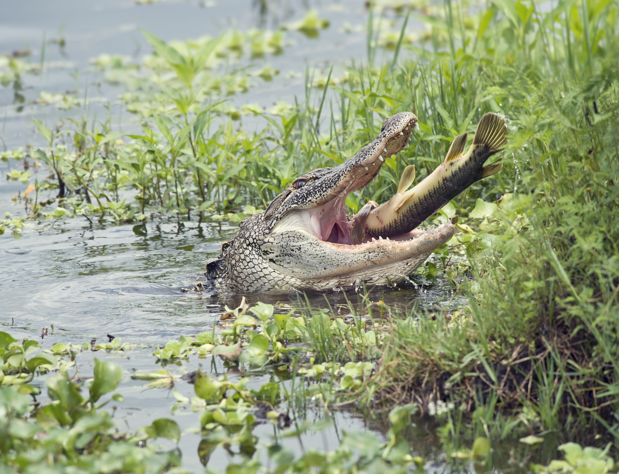 Family Finds A Live Alligator Riding An Alligator Pool Toy Because ...