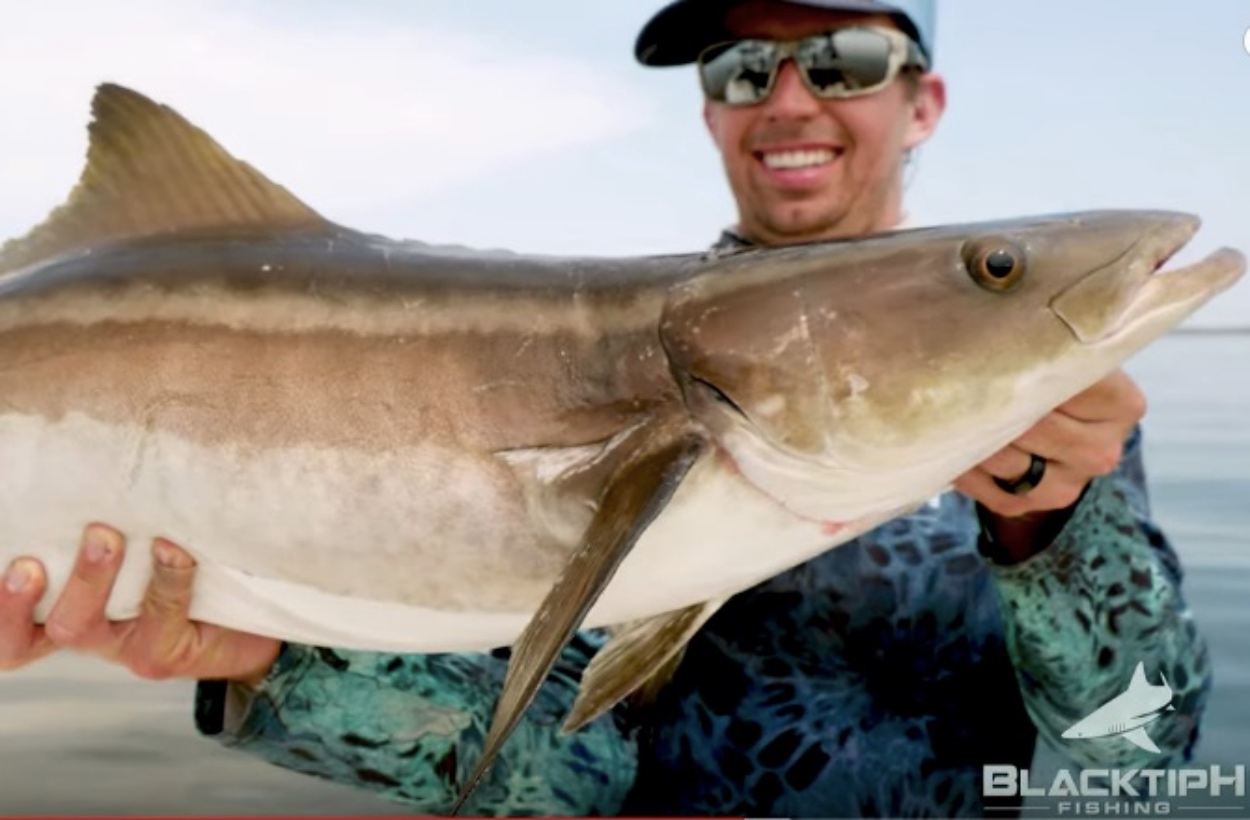 This Wild Drone Fishing Footage Of Catching Monster Cobia In Virginia ...