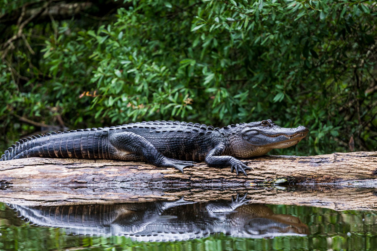 Alabama Police Warning Citizens About The Dangers Of 'Meth Gators ...
