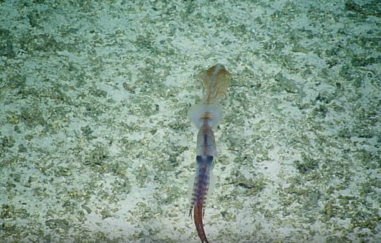 A Rare Deep-Sea Squid Was Filmed Alive For The First Time Ever And It Looks Like Something From ...