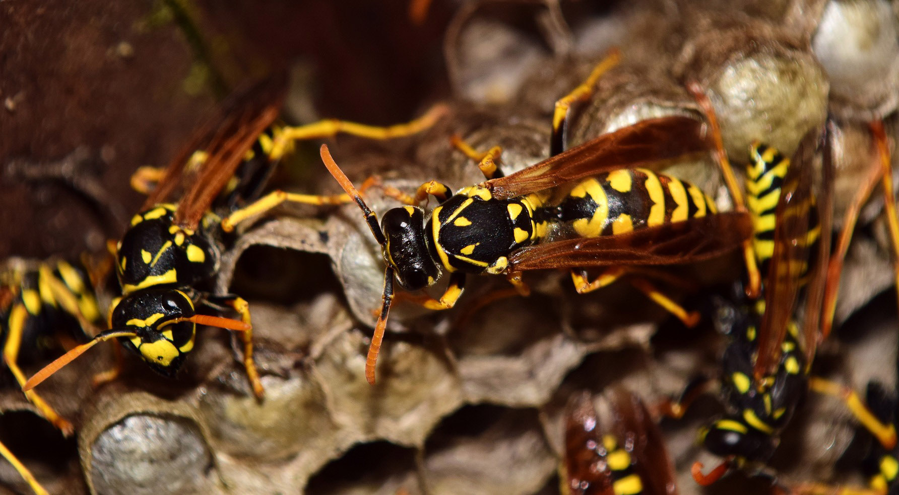 Wasps Are Now Creating Terrifying, Car-Sized 'Super Nests' In Their ...