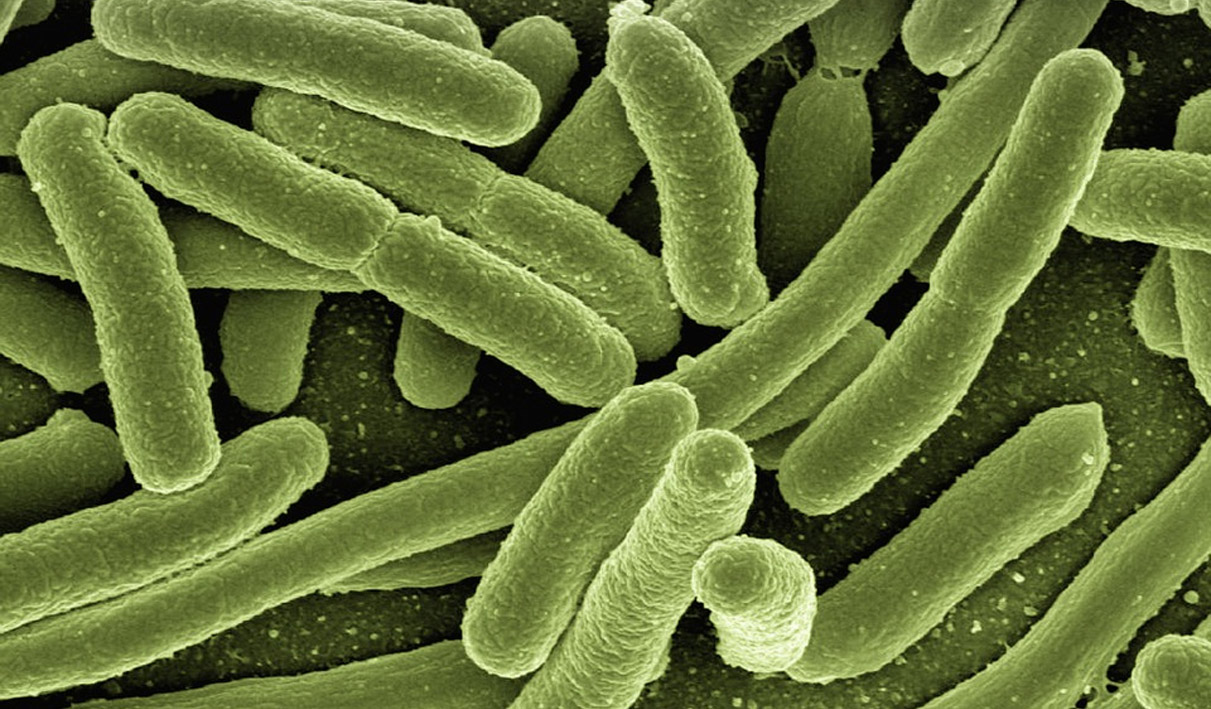 A Diarrhea-Causing Bacterium Is Evolving Into A Brand New Superbug That ...