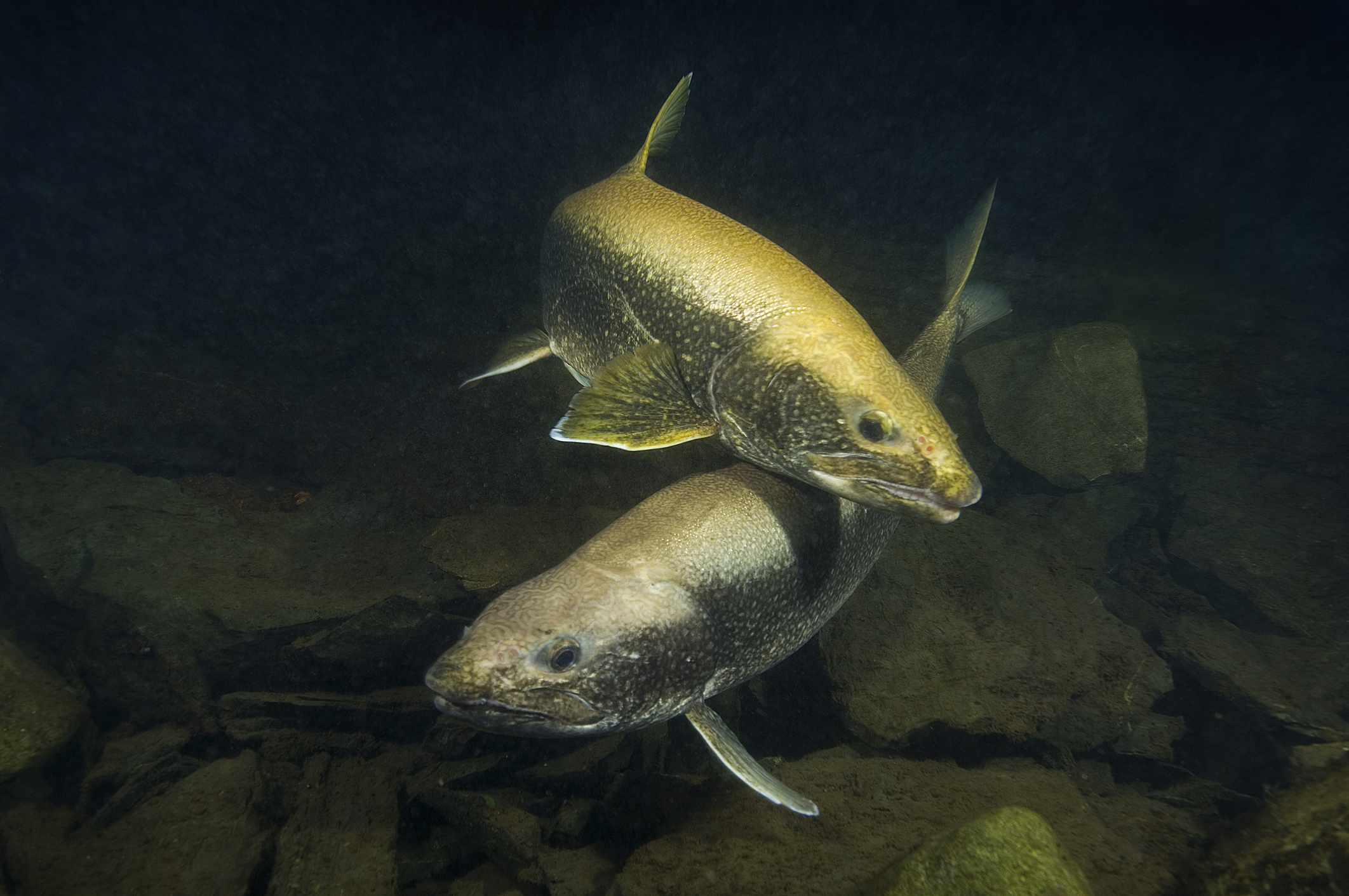 A Mutant Lake Trout With Two Mouths Was Caught In Upstate NY And Nobody ...