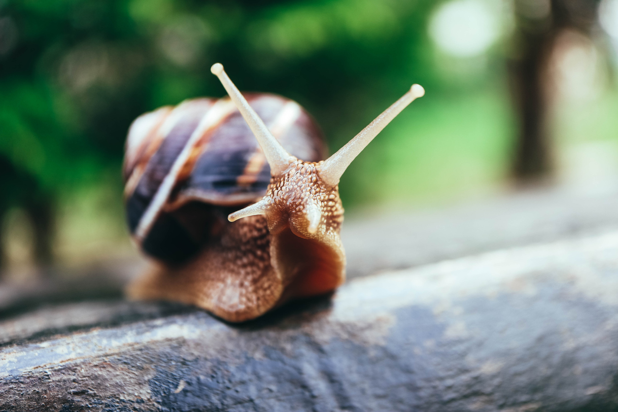 Video Of A Perplexing And Creepy Zombie Snail Freaks Out The Internet ...
