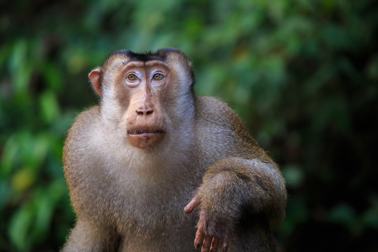 Killer Monkeys Caught Devouring Thousands Of Large Rats, Shocking ...