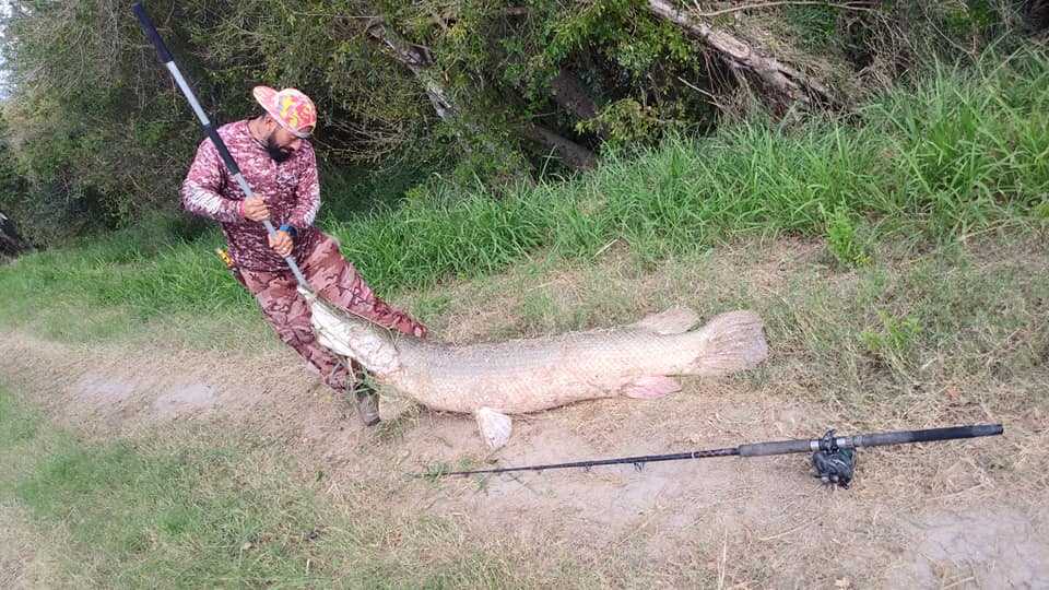 Kayak Fisherman Caught A 7-Foot, 200-Pound Alligator Gar In South Texas ...