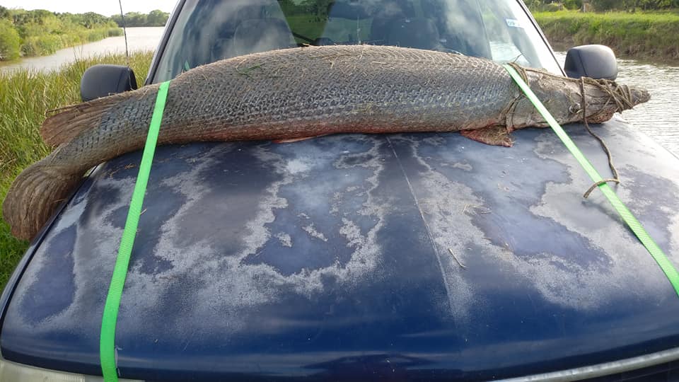 Kayak Fisherman Caught A 7-Foot, 200-Pound Alligator Gar In South Texas ...