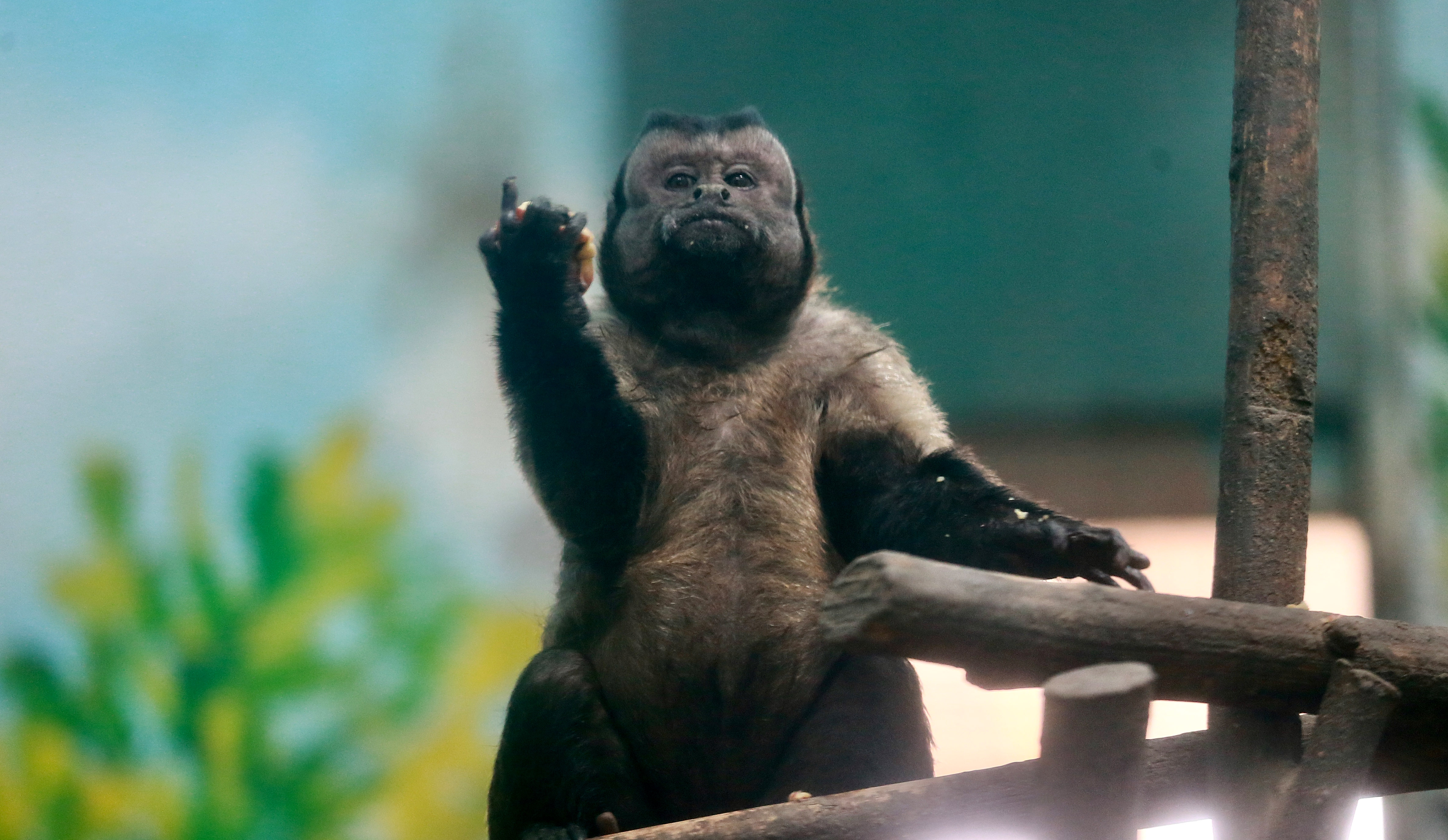 19-Year-Old Monkey 'With A Human Face' Has Very Relatable Problems With ...