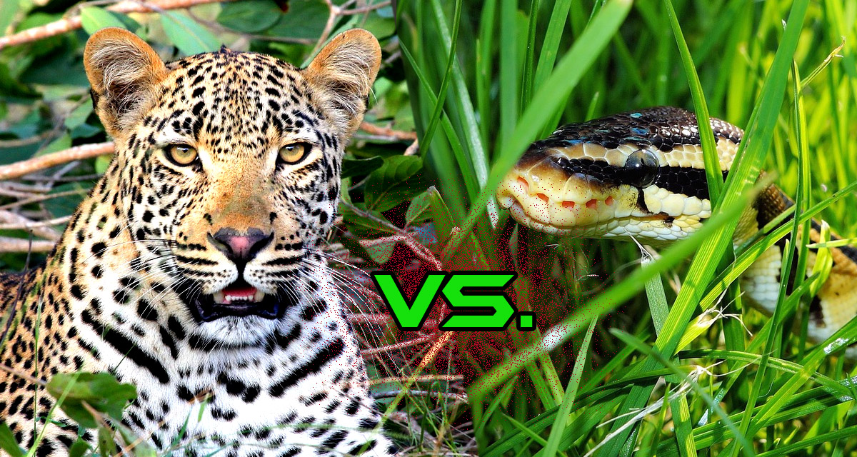 Greedy Python Thought Trying To Eat A Leopard Was A Good Idea, It Ended ...