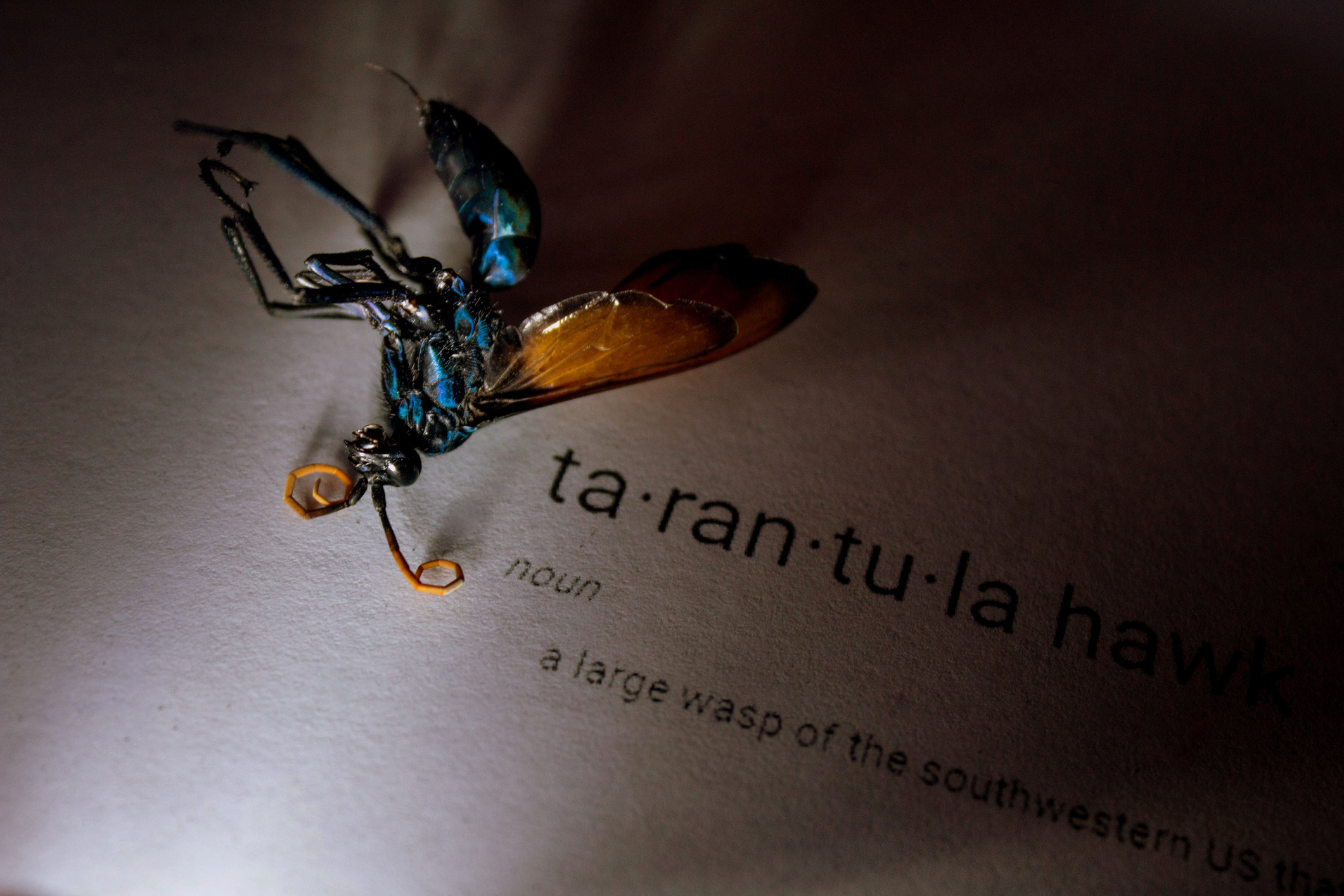 Nothing's Disturbed Me More Today Than This Picture Of A Tarantula Hawk ...