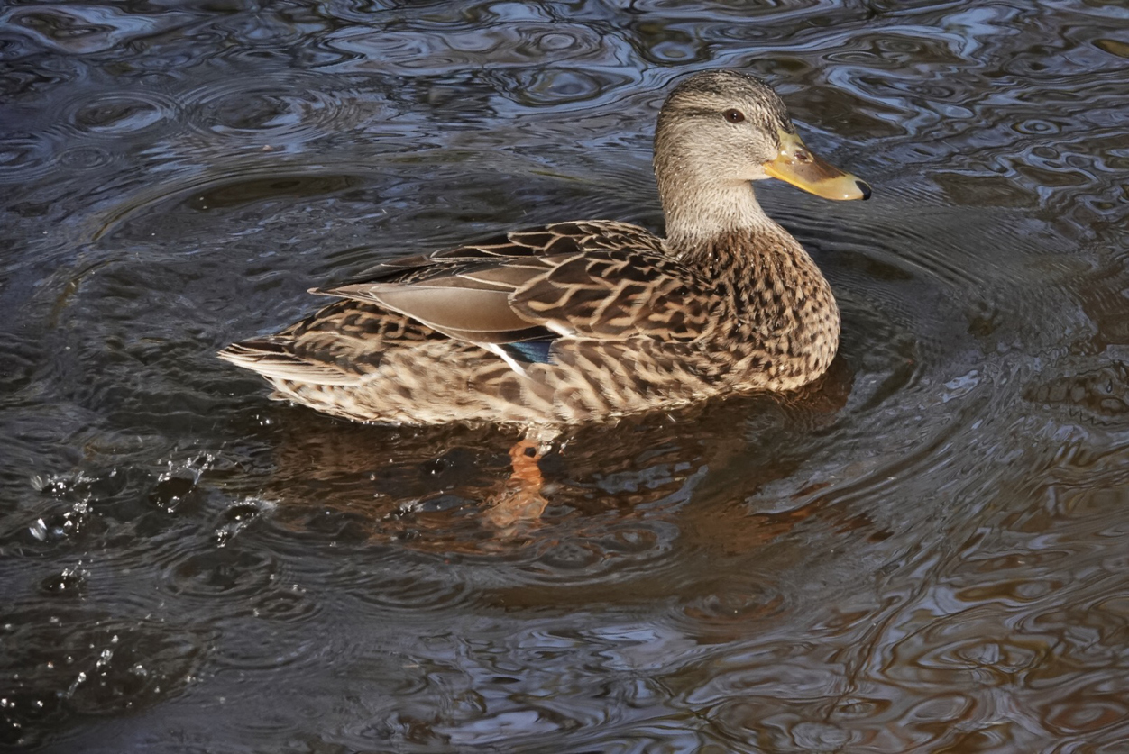 Lusty Duck Has 'Traumatized' Penis Removed After Injuring It Having Sex ...