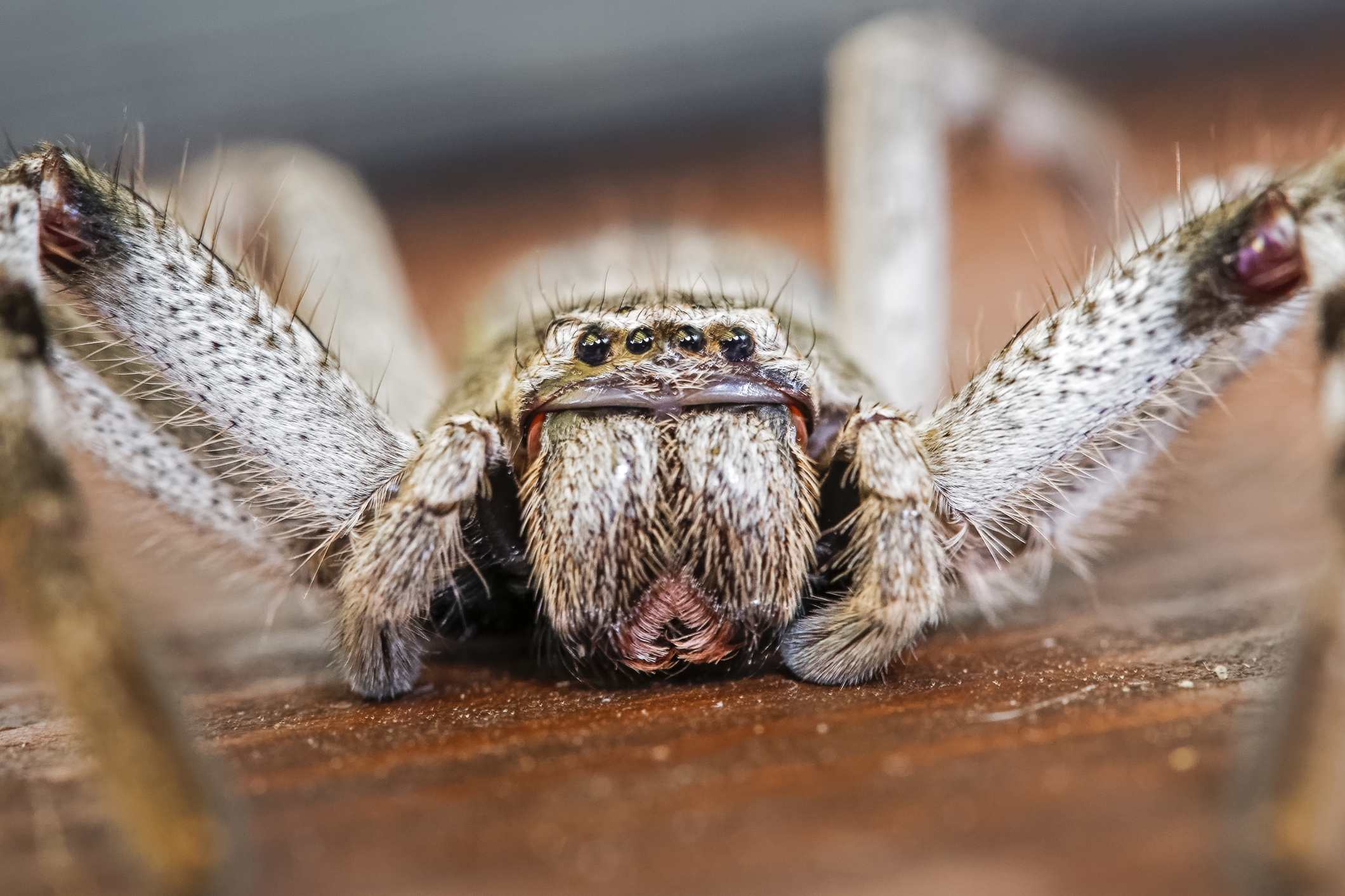 Truly Disturbing Photo Of A Huntsman Spider's Nest Is The Only Reason I ...
