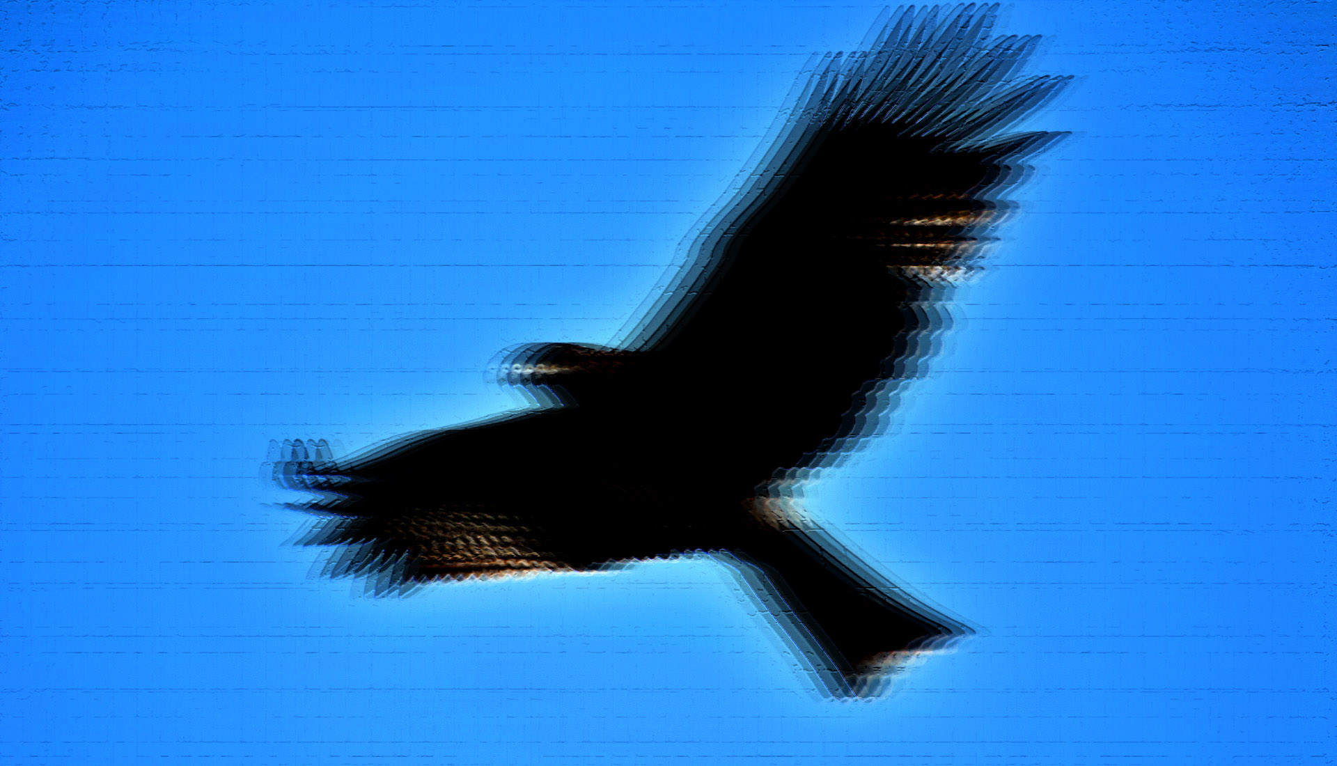 Please Explain This Bird Hovering Motionless In Mid-Air Because It Sure ...