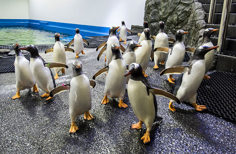 These Videos Of Penguins Roaming Around A Closed Aquarium Are Exactly ...