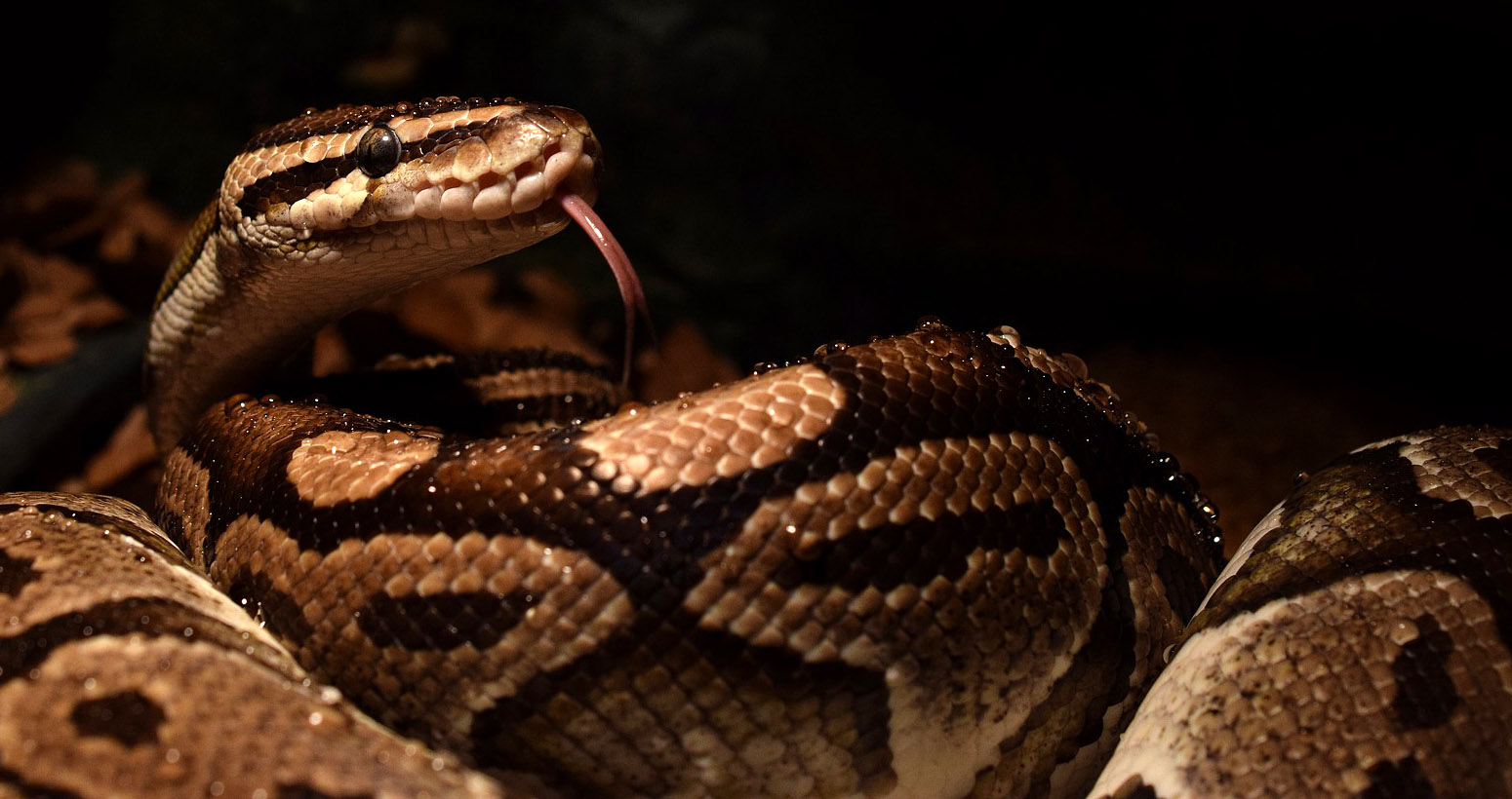 Sensing Freedom, Huge Pet Python Goes Rogue, Bites Owner And Wraps ...