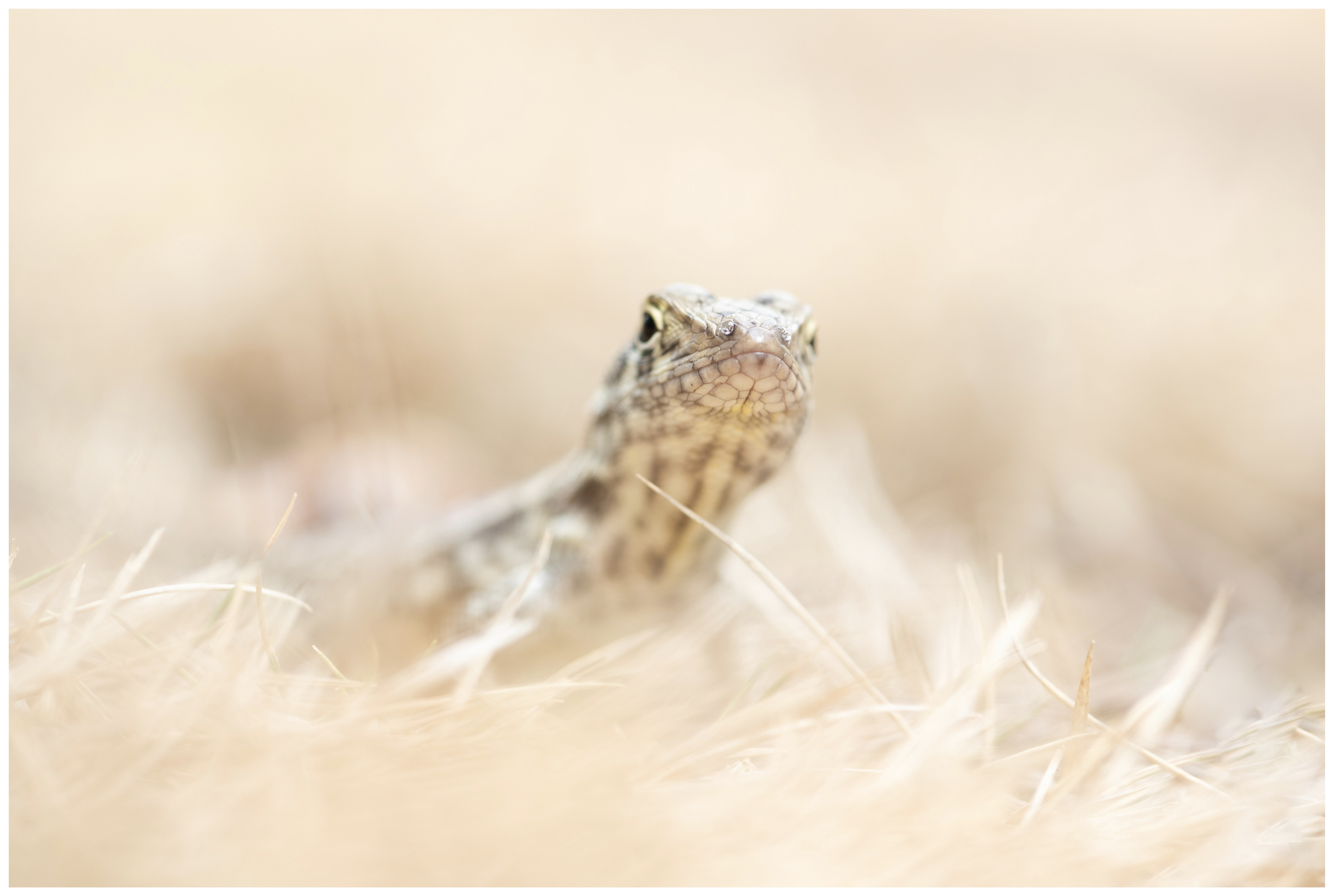 Lizard Breaks Record For Largest Poop-To-Body-Size Ratio When ...