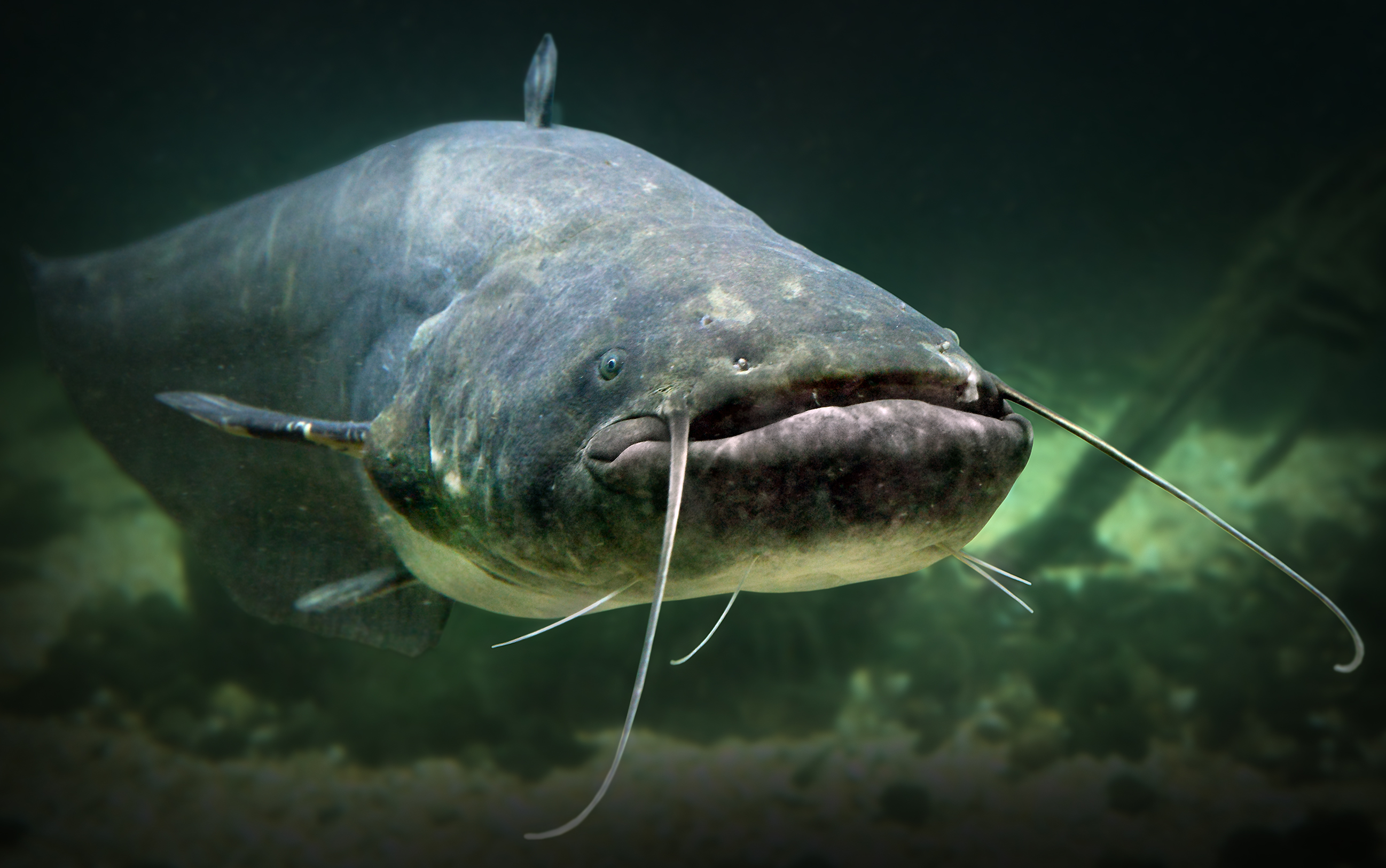 This 111-Pound Blue Catfish Is An Absolute Unit And It Just Shattered ...