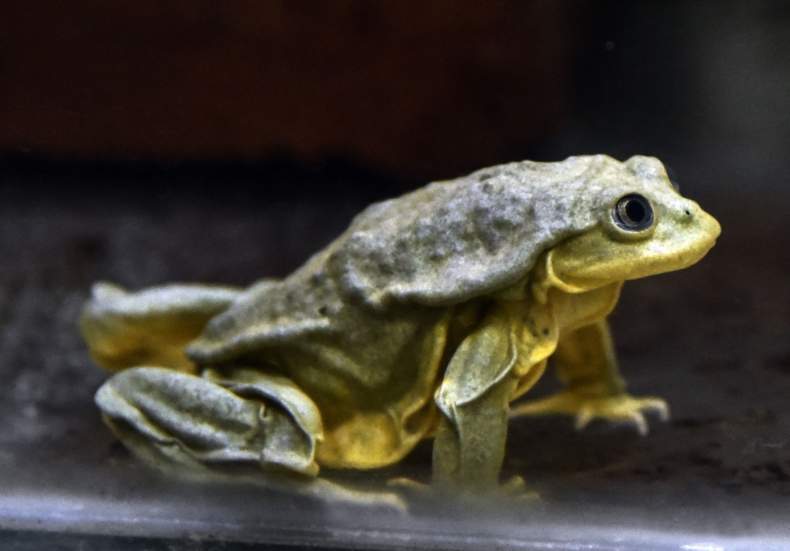 The Endangered 'Scrotum Frog' From Lake Titicaca Is A Global Treasure ...