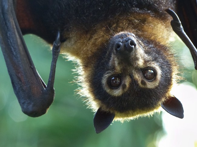 Photos Of A 'Human-Sized' Bat Found In The Philippines Are Here To Ruin ...