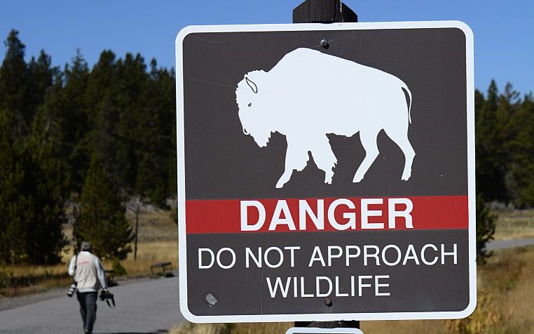 Yellowstone Debuts A Handy Social Distancing Graphic To Help Visitors ...
