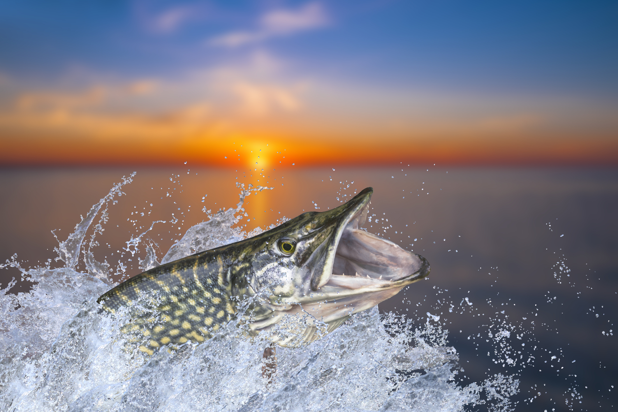 A Swimmer Was Pulled Under By A Fish And The Bite Was So Bad Her ...