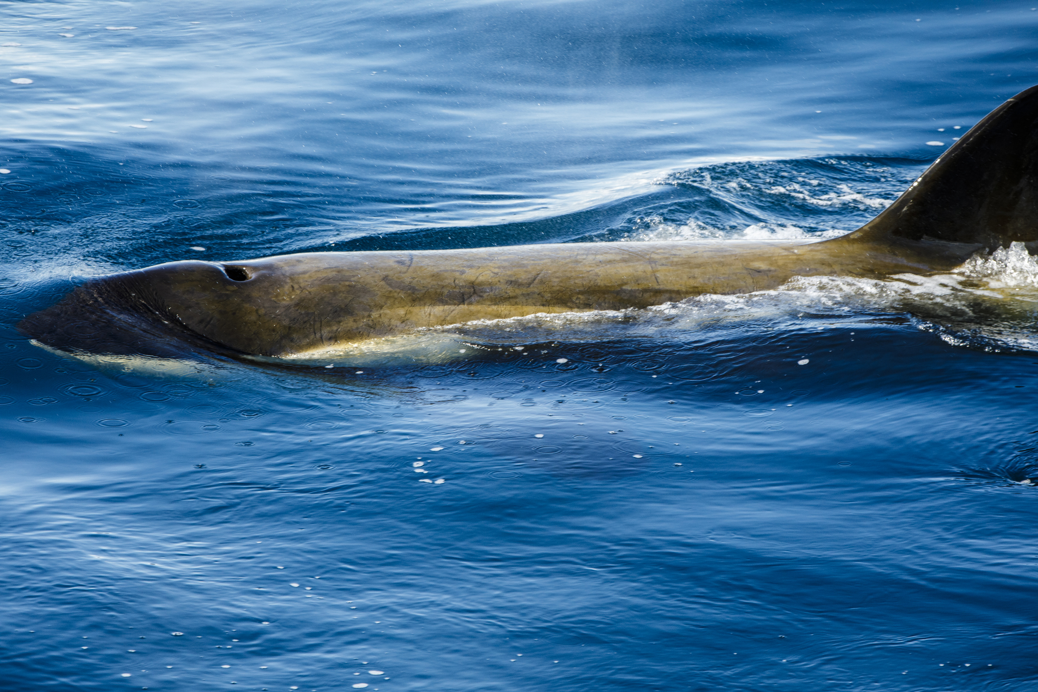 Insane TikTok Sequence Shows Hero Jump Into Ocean And Save Whale
