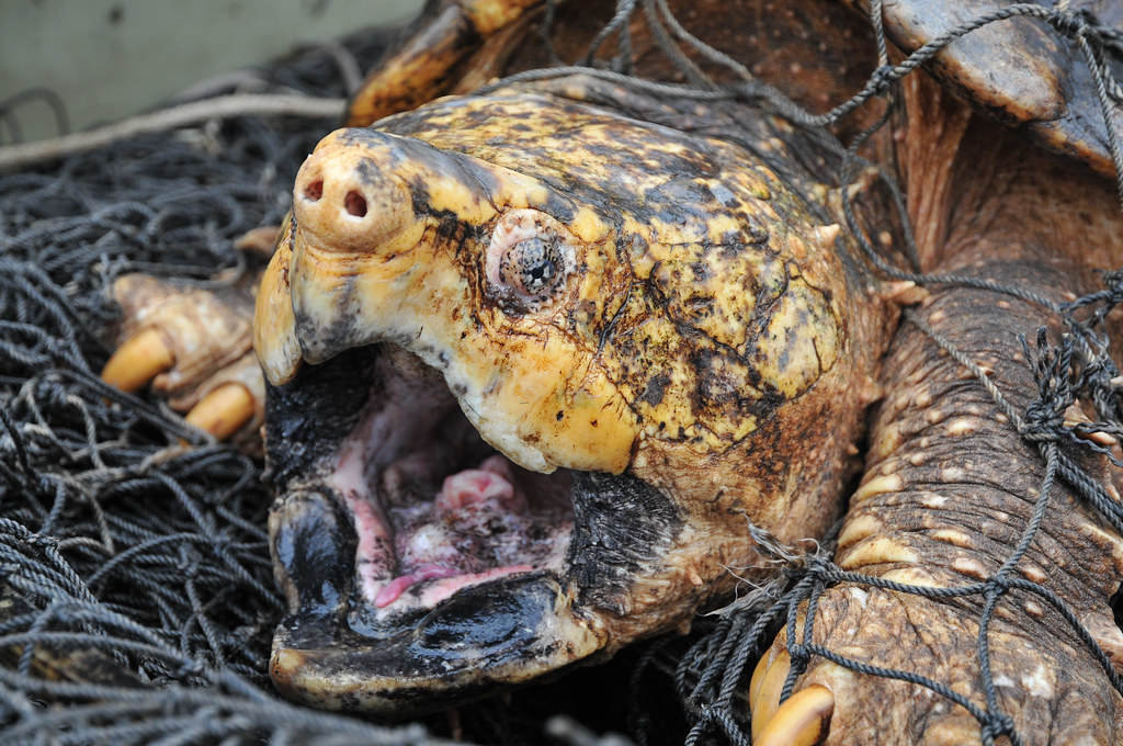 Biologists Found A 100-Pound Alligator Snapping Turtle That Would ...