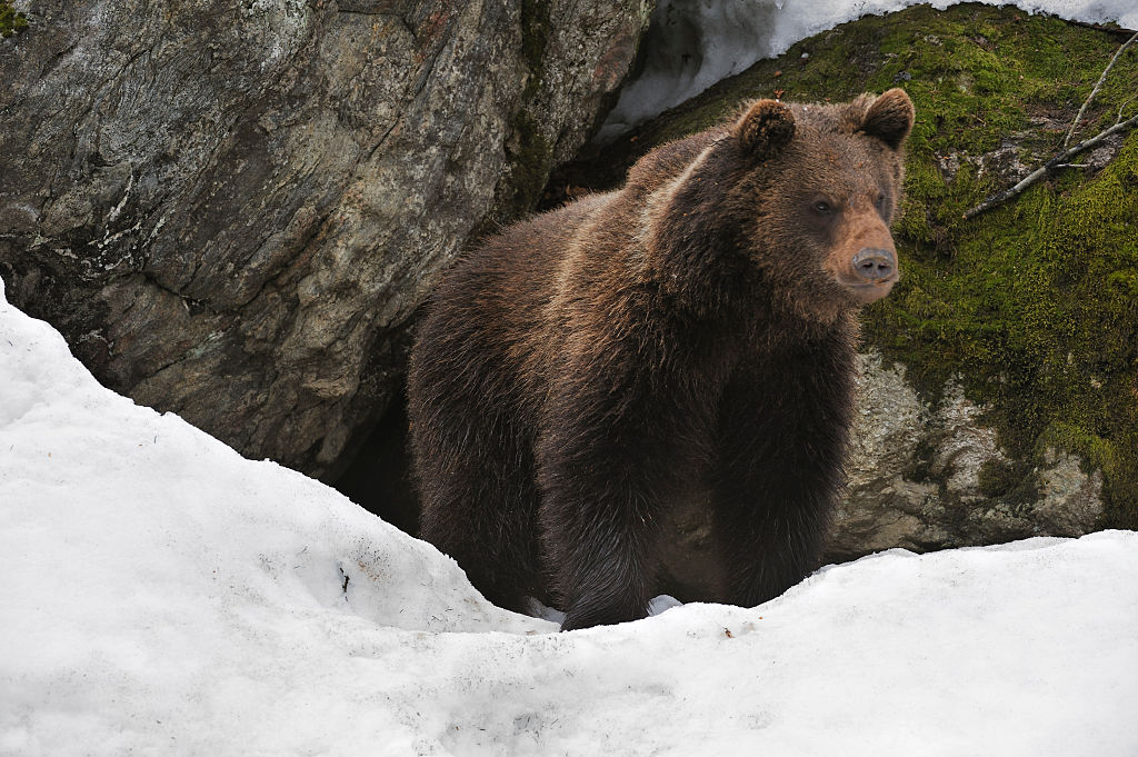 Immaculately Preserved Ice Age Cave Bear Discovered, Could Be 40,000 ...
